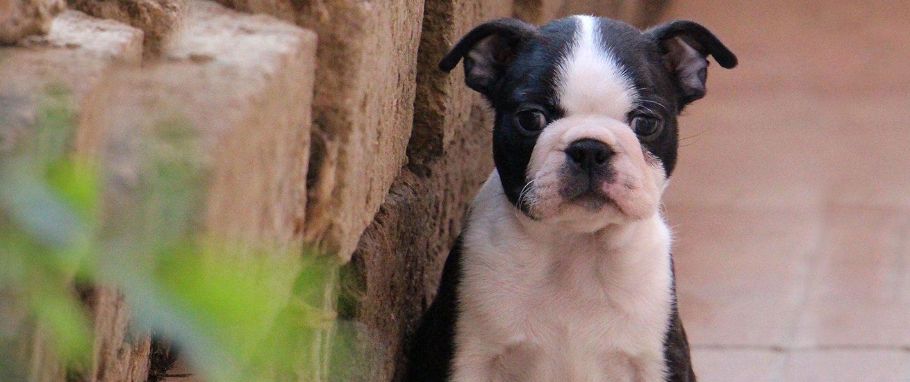 Allevamento Boston Terrier, selezione della razza Boston Terrier ...